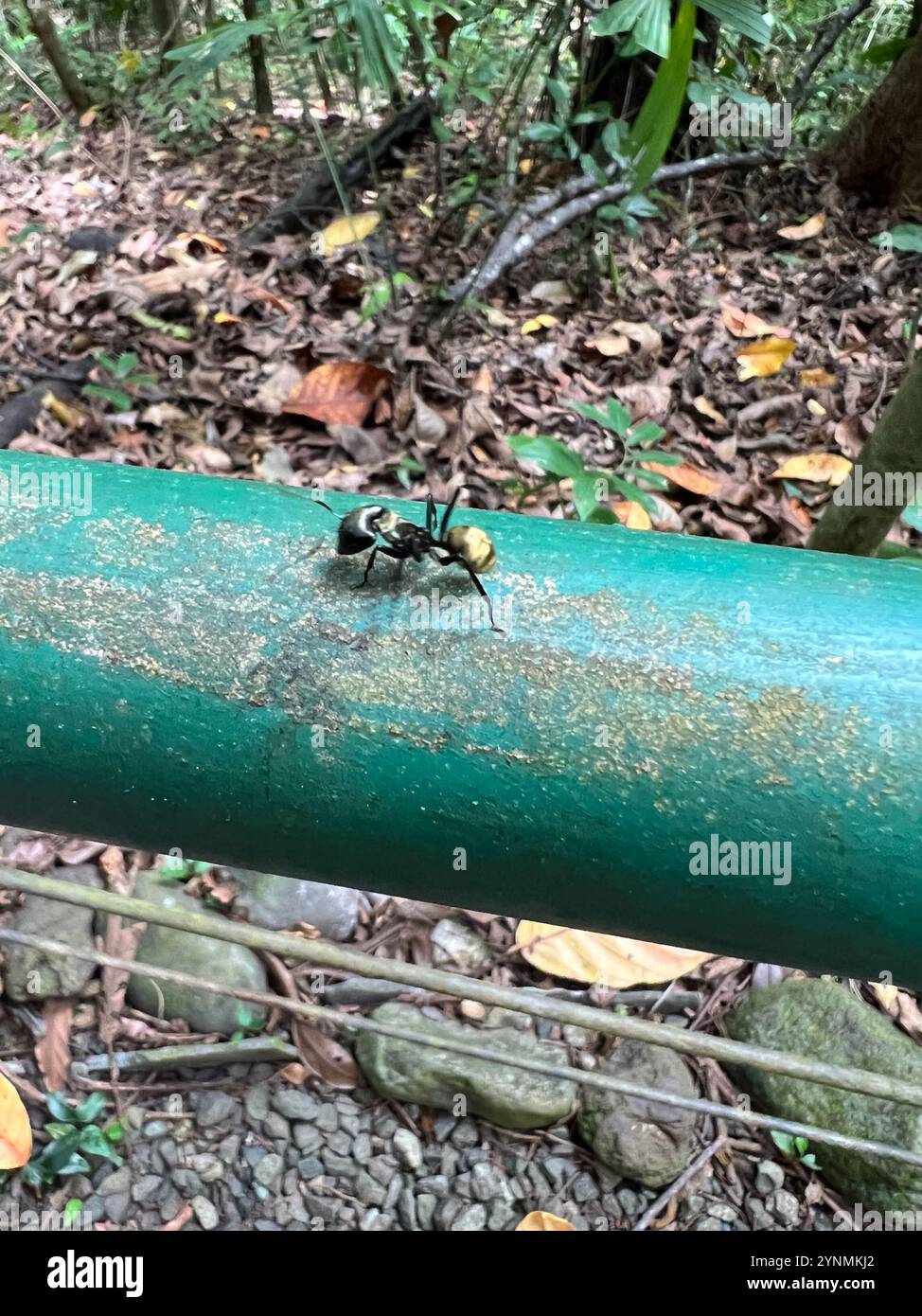 Shimmering Golden Sugar ant (Camponotus sericeiventris Stock Photo - Alamy