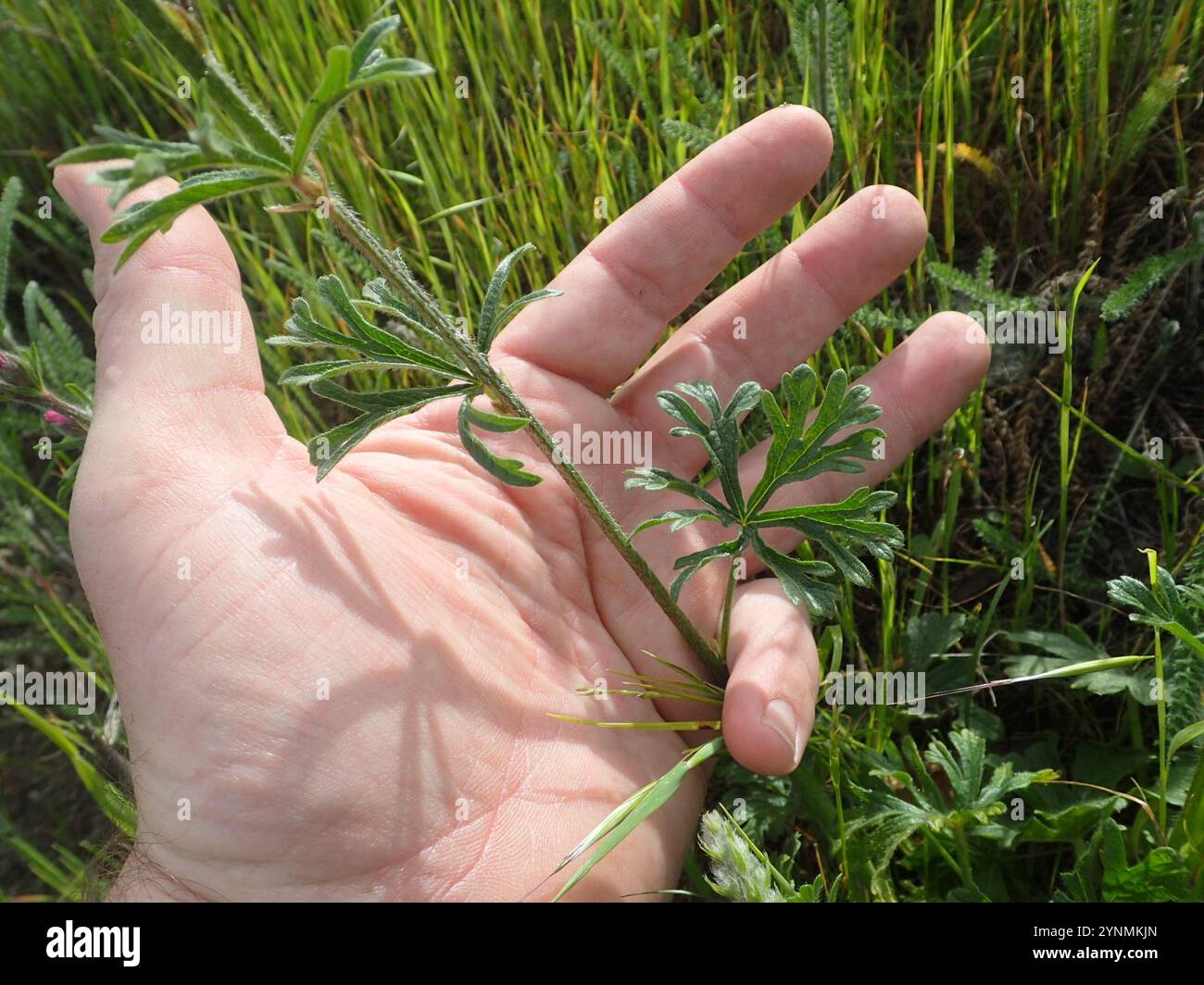 Dwarf Checkerbloom (Sidalcea malviflora malviflora Stock Photo - Alamy