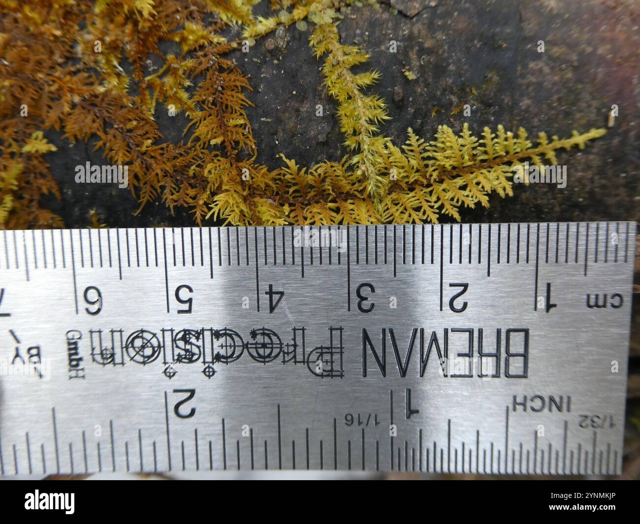 fern mosses (Thuidium Stock Photo - Alamy