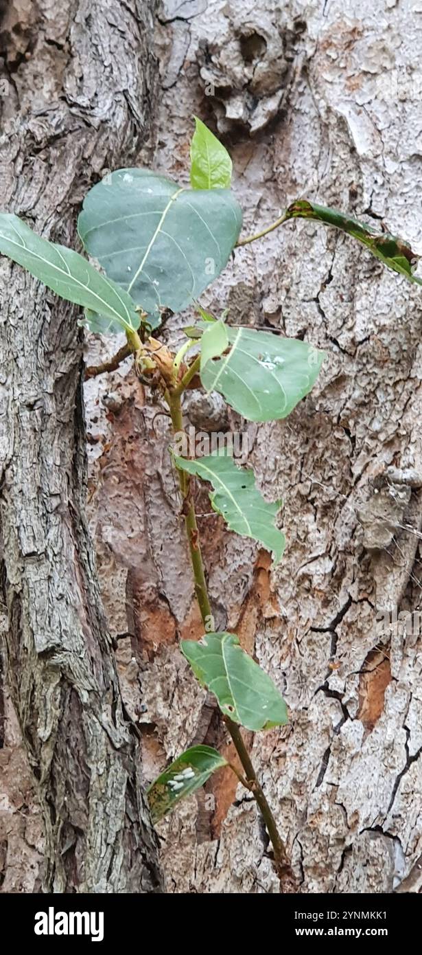 White fig (Ficus virens Stock Photo - Alamy