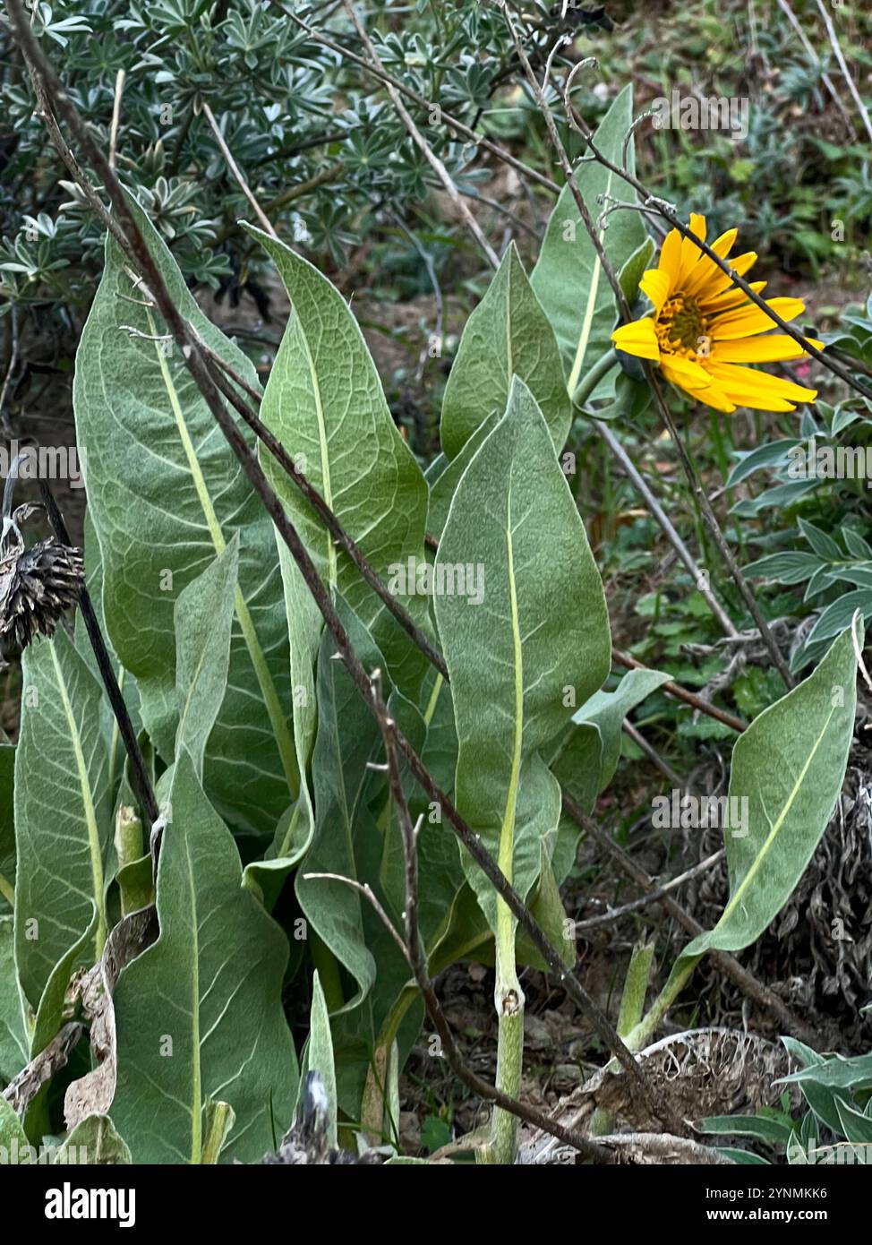 Gray Mule-Ears (Wyethia helenioides Stock Photo - Alamy