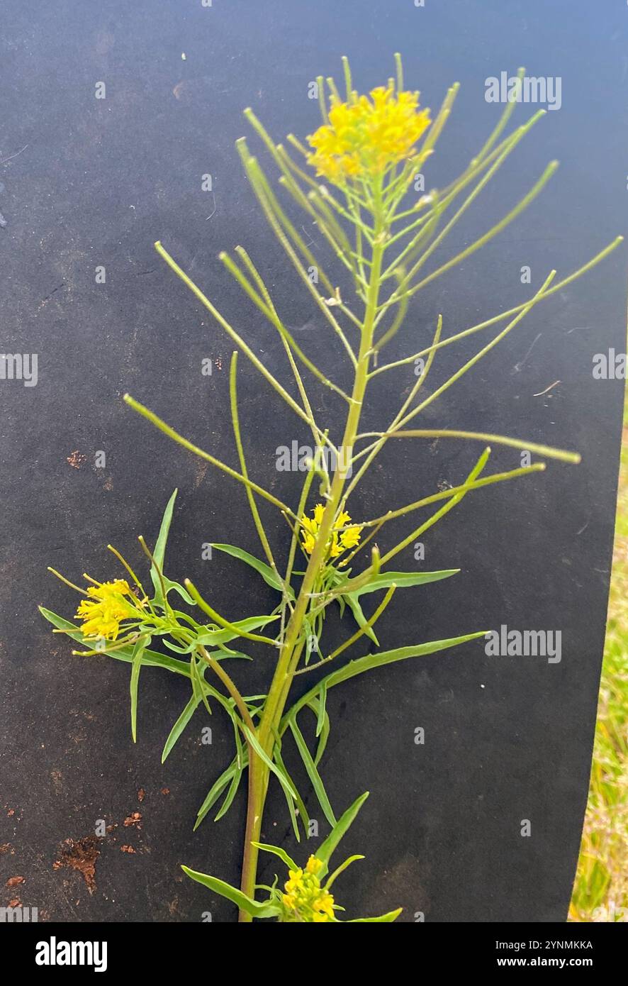 London rocket (Sisymbrium irio Stock Photo - Alamy