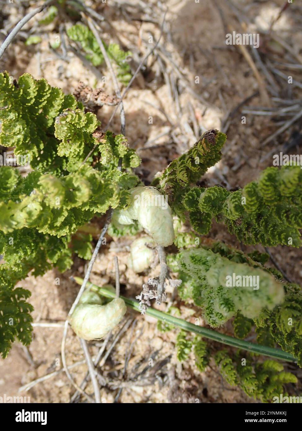 Scented Fern (Anemia afrorum Stock Photo - Alamy