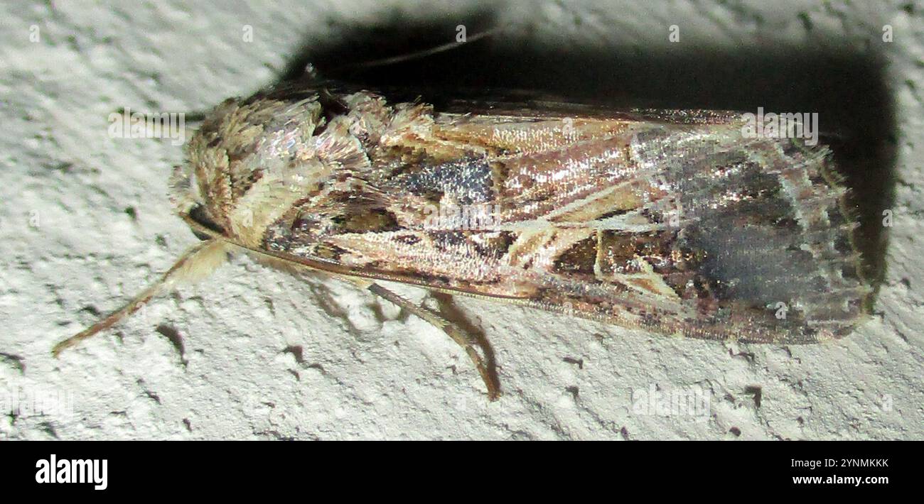 Mediterranean Brocade (Spodoptera littoralis Stock Photo - Alamy