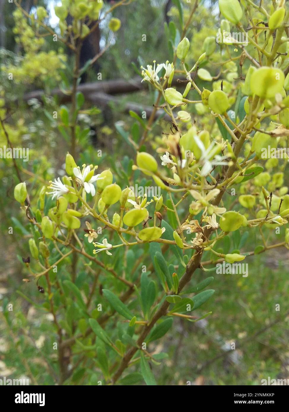 Australian Blackthorn (Bursaria spinosa Stock Photo - Alamy