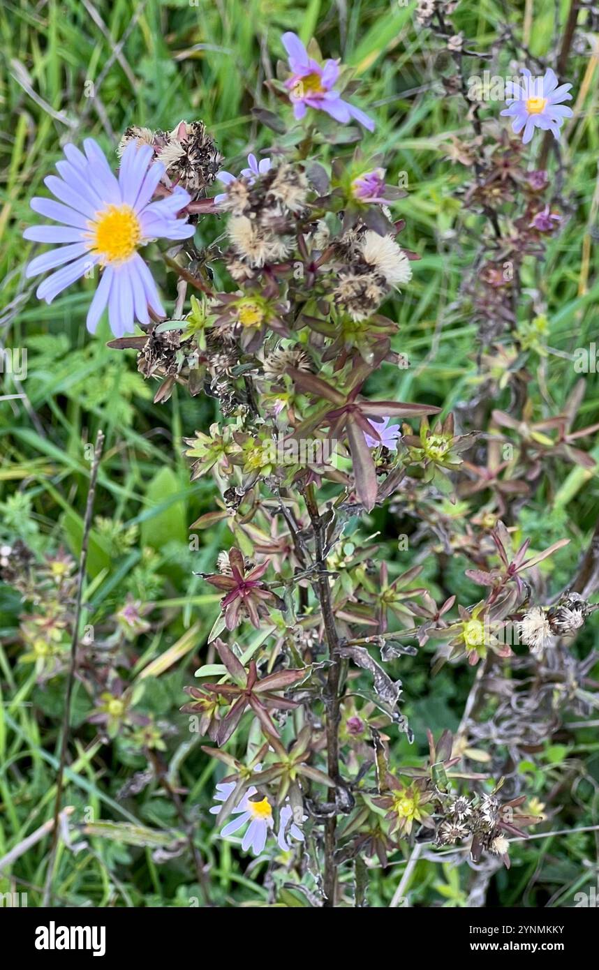 Pacific Aster (Symphyotrichum chilense Stock Photo - Alamy