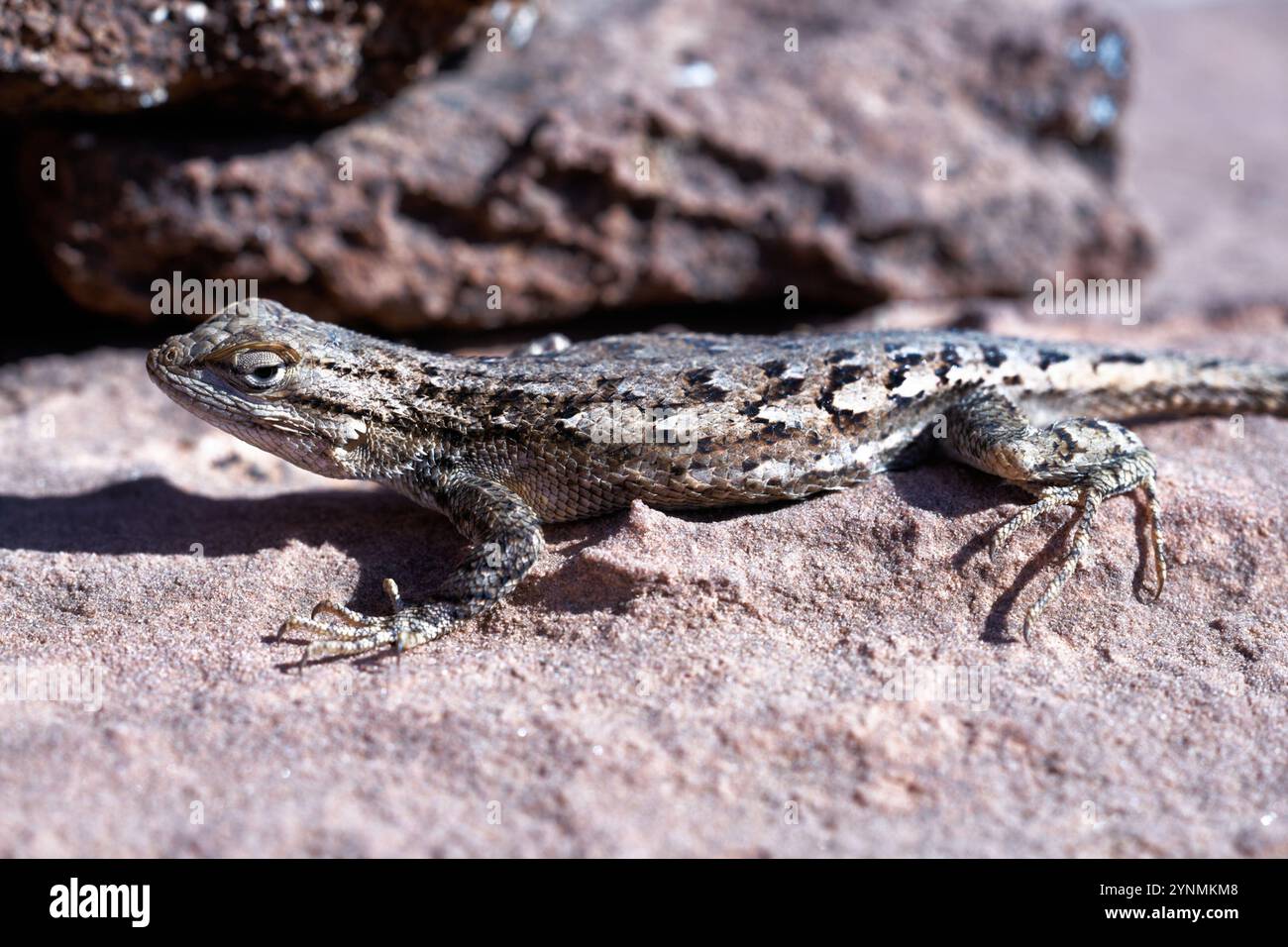 Plateau Fence Lizard (Sceloporus tristichus Stock Photo - Alamy