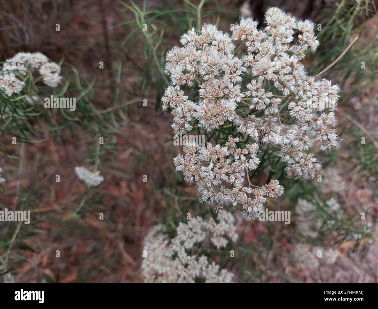 Shiny Cassinia (Cassinia longifolia Stock Photo - Alamy