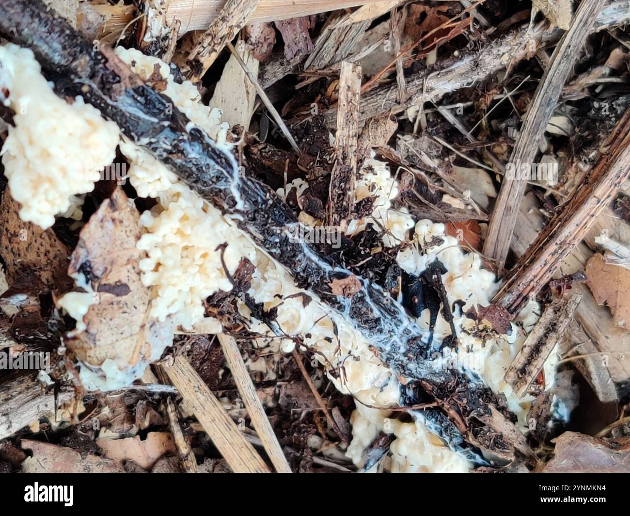 Dog Sick Slime Mould (Didymium spongiosum Stock Photo - Alamy