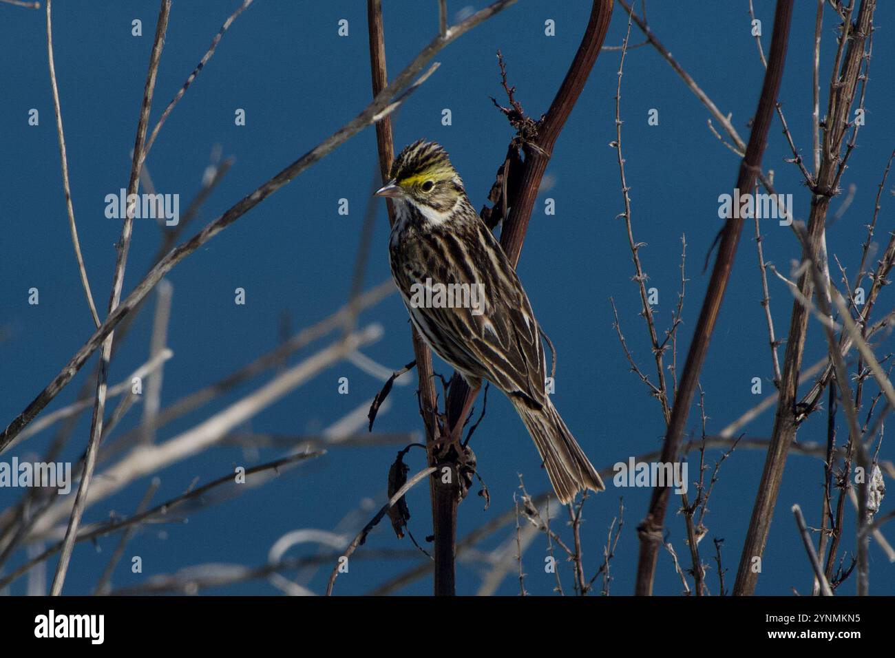 Savannah Sparrow (Passerculus sandwichensis Stock Photo - Alamy
