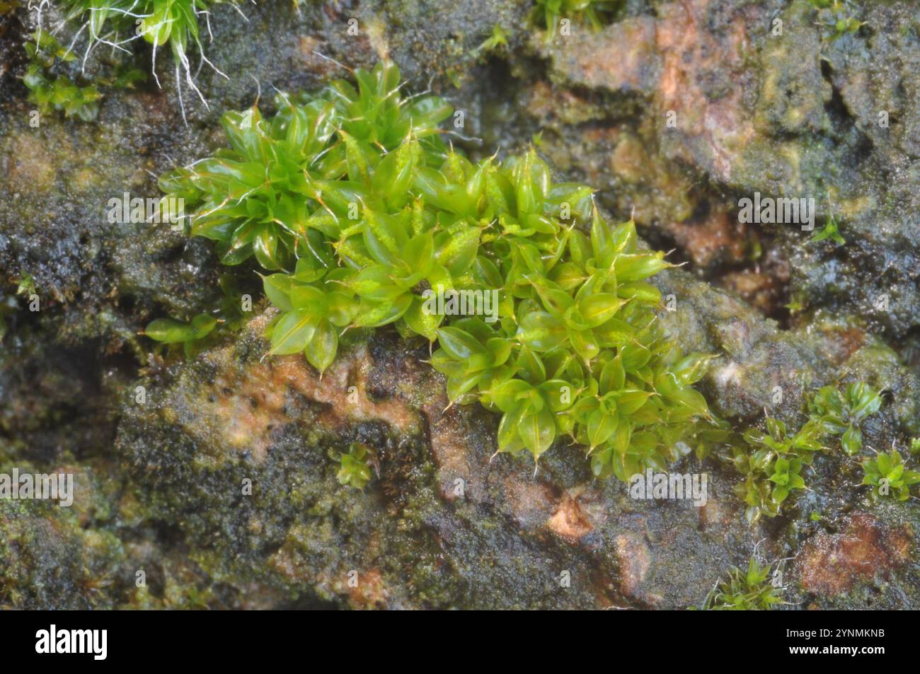 Marbled Screw-moss (Syntrichia papillosa Stock Photo - Alamy