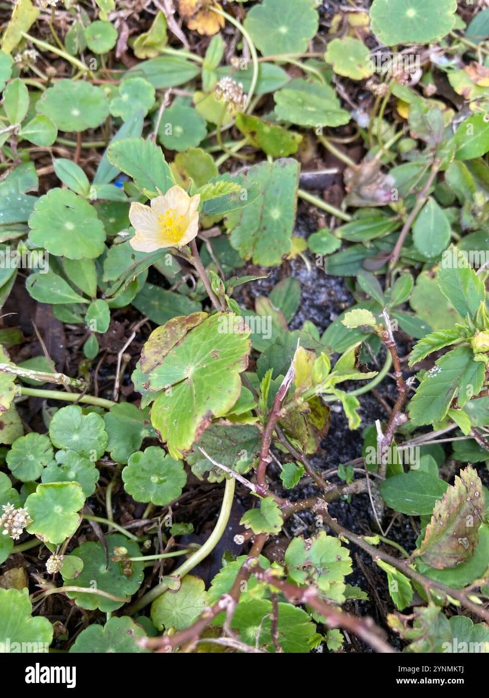 Common Fanpetals (Sida ulmifolia Stock Photo - Alamy