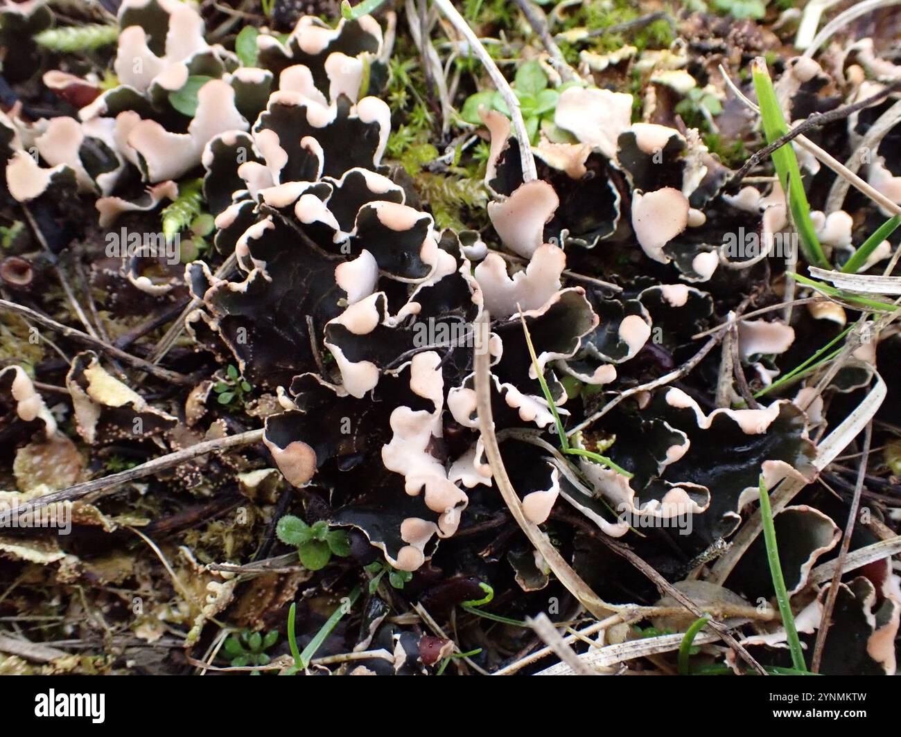 Blacksaddle pelt lichen (Peltigera neckeri Stock Photo - Alamy