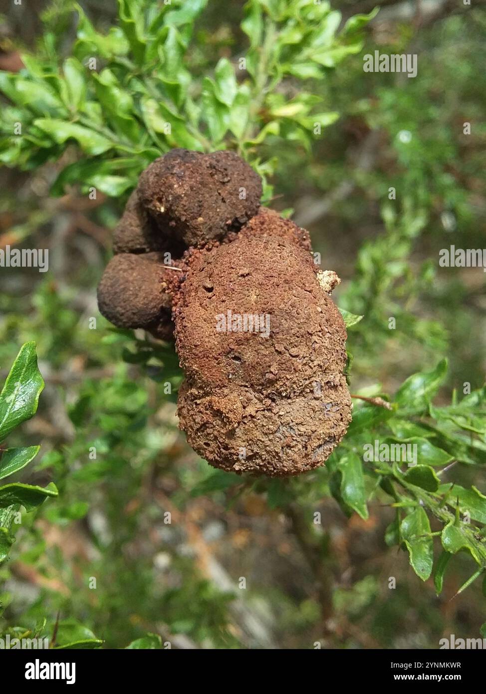 Kangaroo Thorn Gall Rust (Uromycladium paradoxae Stock Photo - Alamy