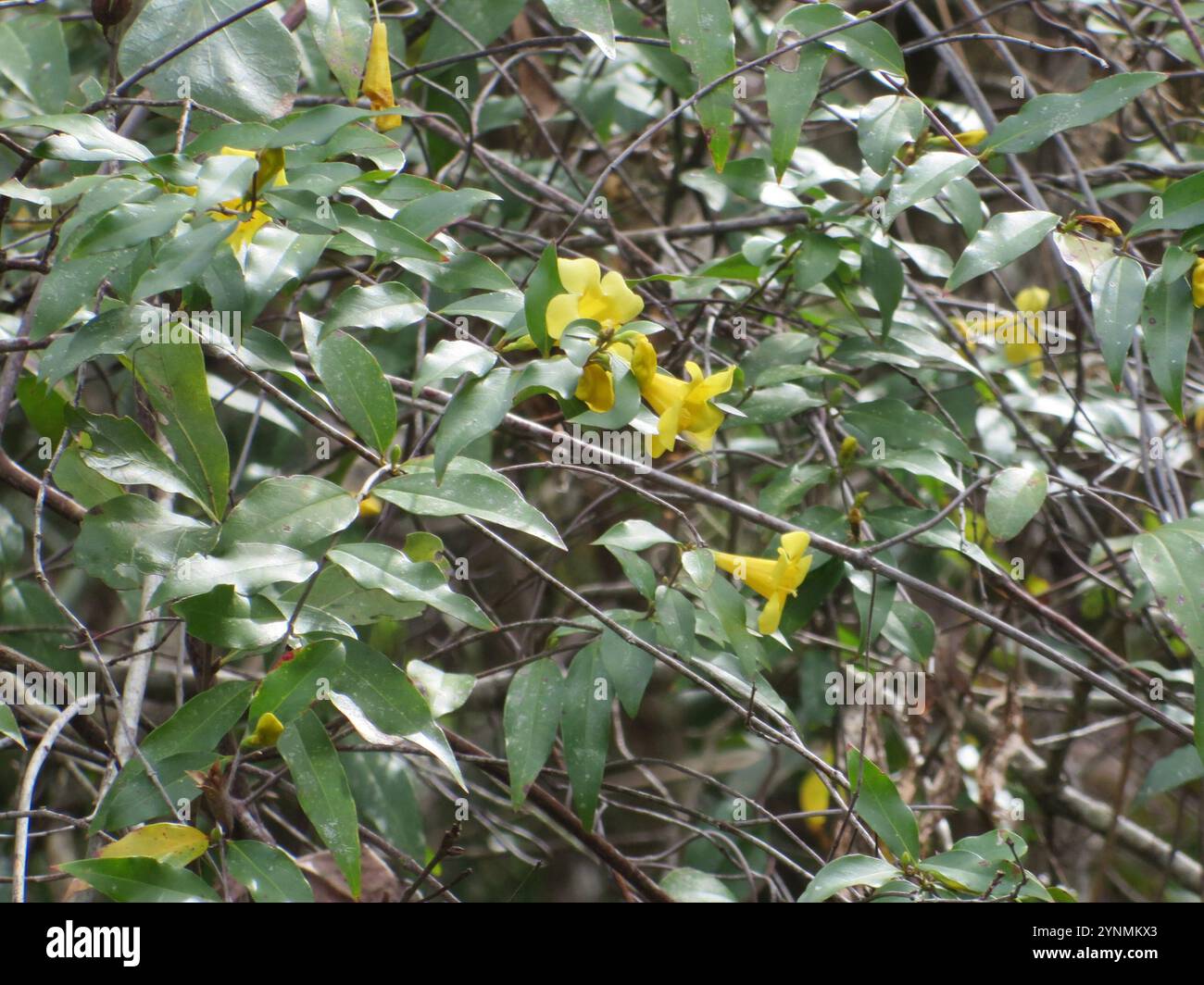 yellow jessamine (Gelsemium sempervirens Stock Photo - Alamy
