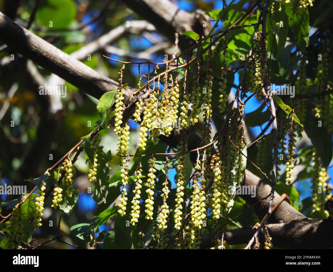 Stachyurus himalaicus hi-res stock photography and images - Alamy