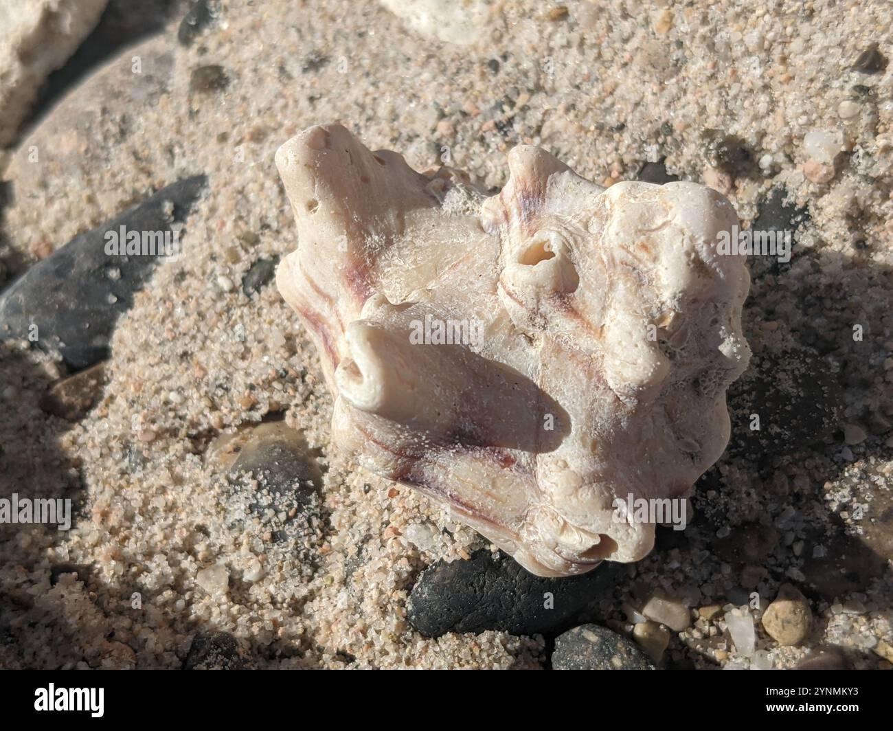 Murex Snails (Muricidae Stock Photo - Alamy