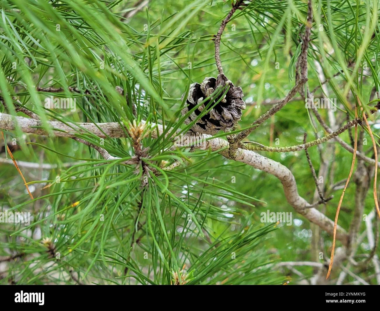 sand pine (Pinus clausa Stock Photo - Alamy