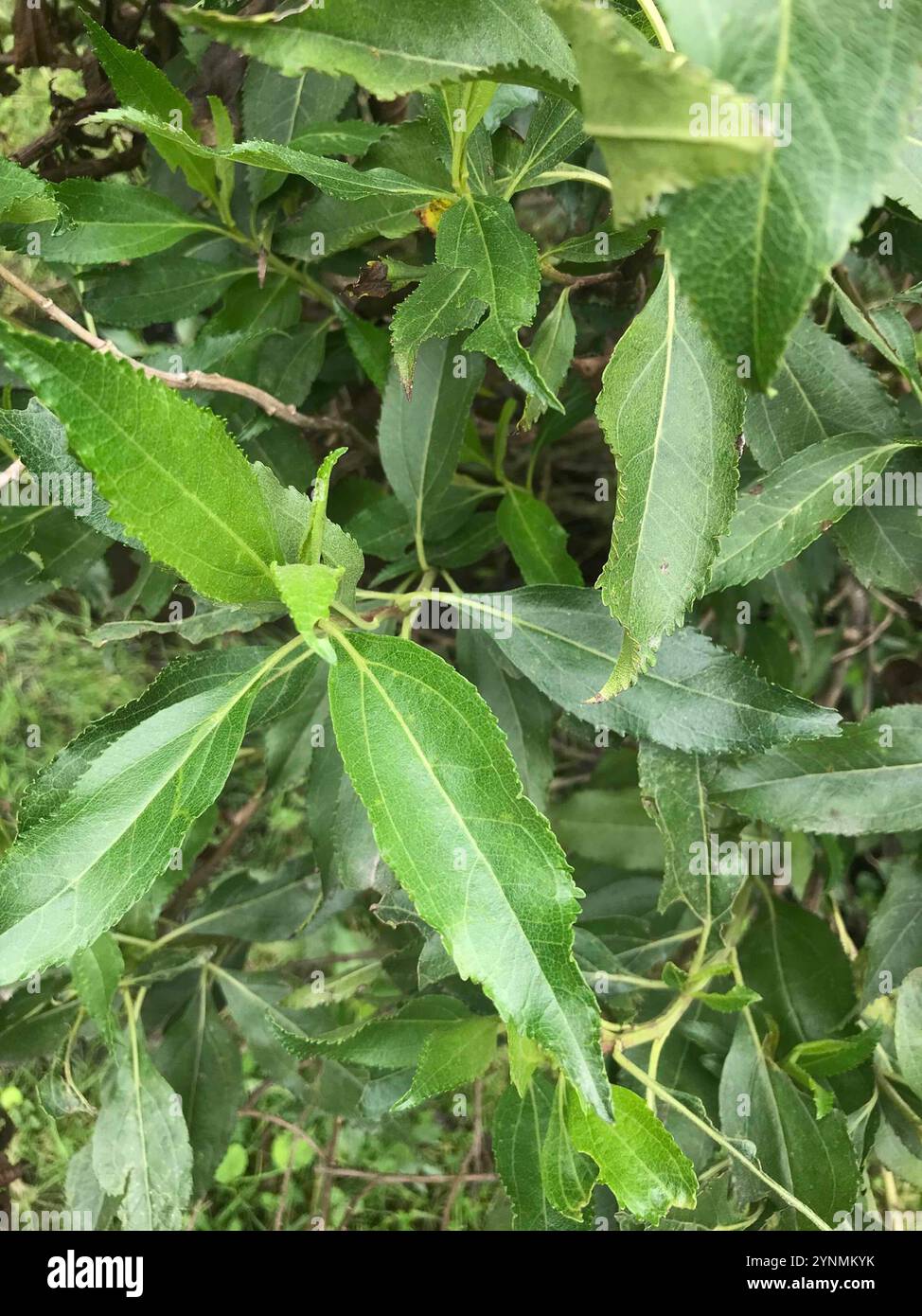Chilca (Baccharis latifolia Stock Photo - Alamy