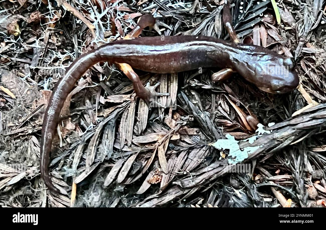 Ensatina (Ensatina eschscholtzii Stock Photo - Alamy