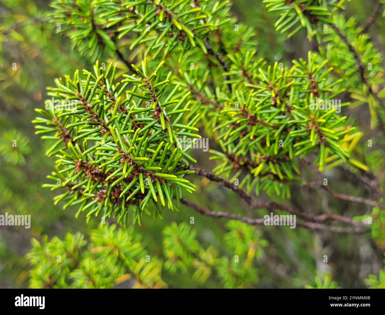 Florida rosemary (Ceratiola ericoides Stock Photo - Alamy
