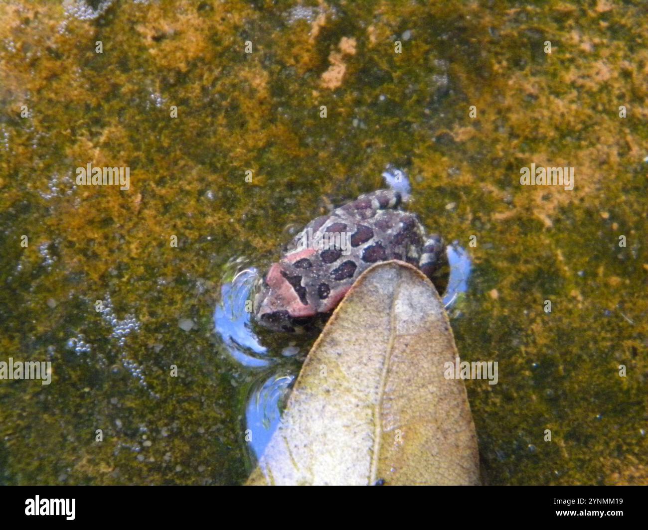 Western Leopard Toad (Sclerophrys pantherina Stock Photo - Alamy