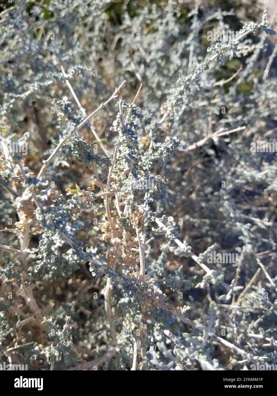 Burrobush (Ambrosia dumosa Stock Photo - Alamy