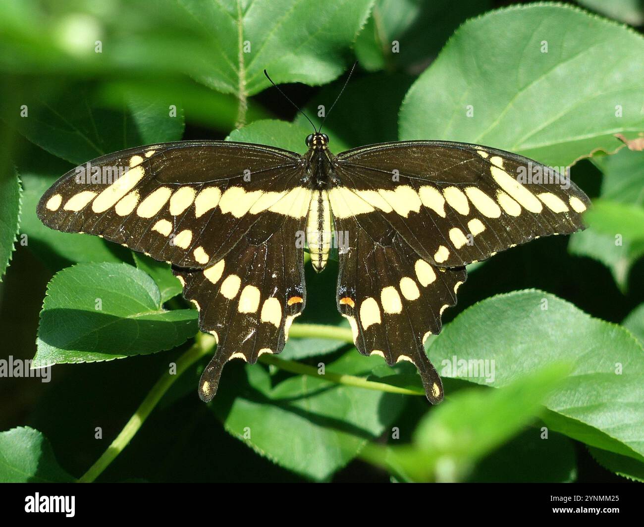 Eastern Giant Swallowtail (Heraclides cresphontes Stock Photo - Alamy