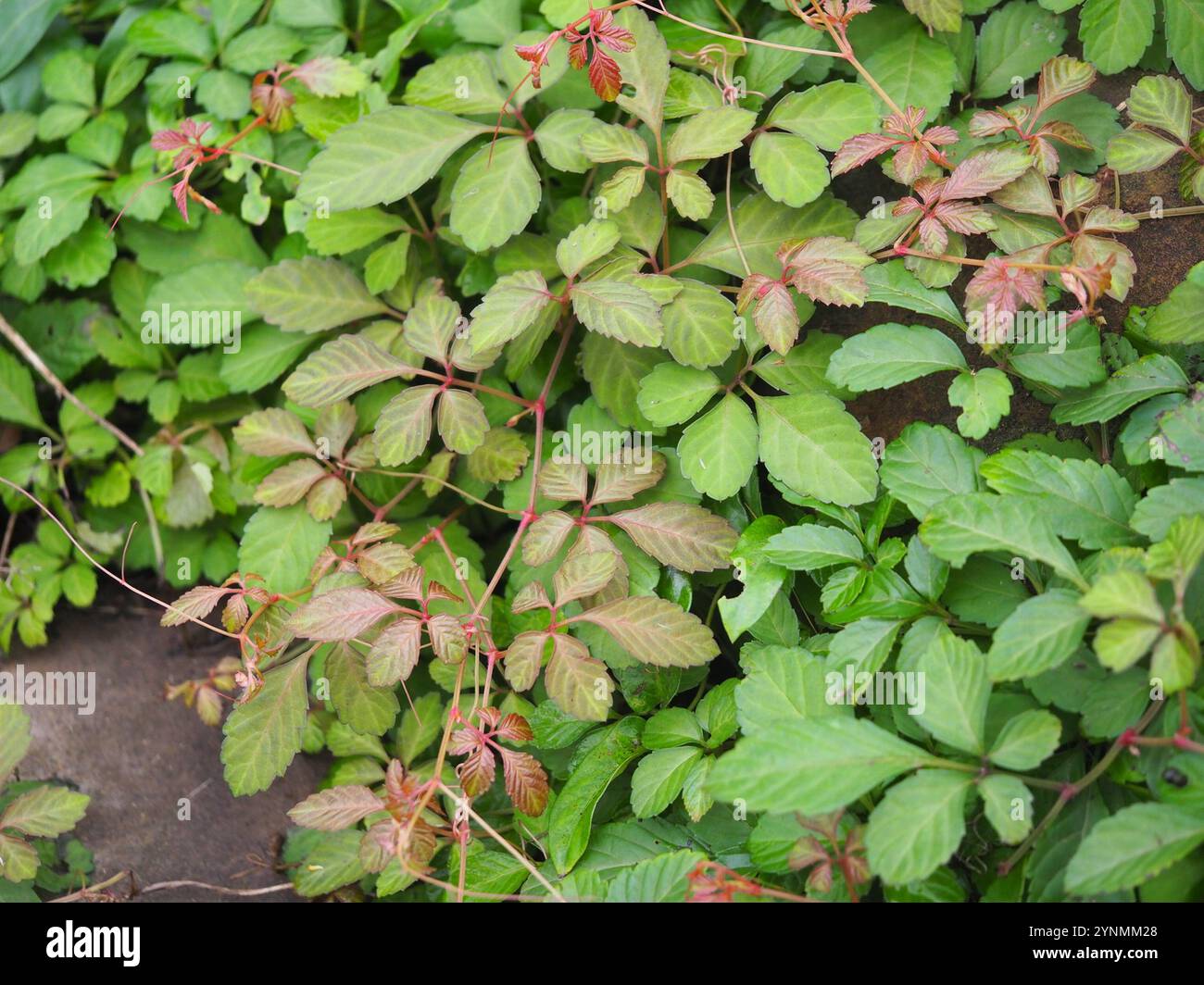 Bushkiller (Causonis japonica Stock Photo - Alamy
