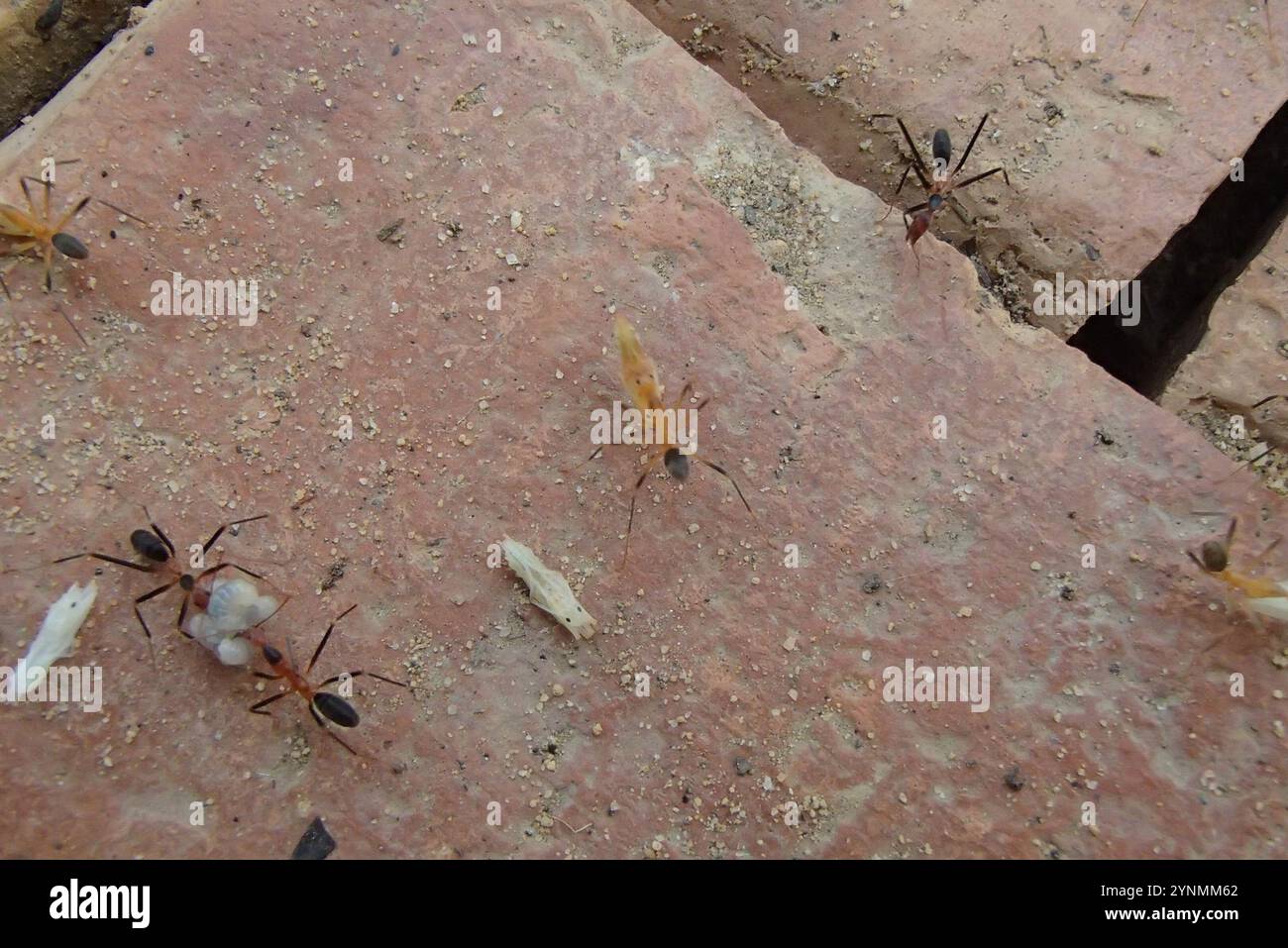 Spider Ants (Leptomyrmex Stock Photo - Alamy