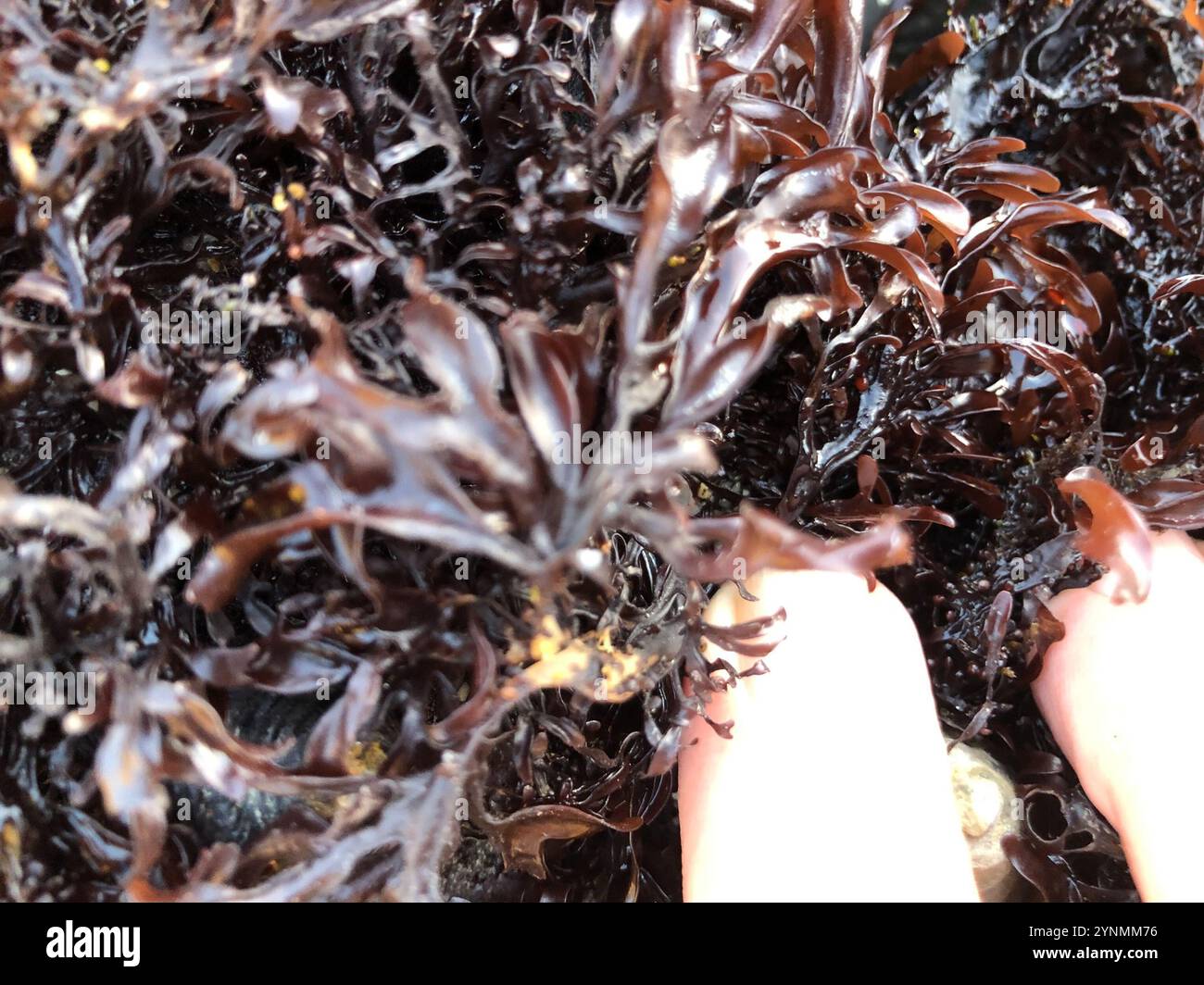 encrusting red algae (Mastocarpus Stock Photo - Alamy