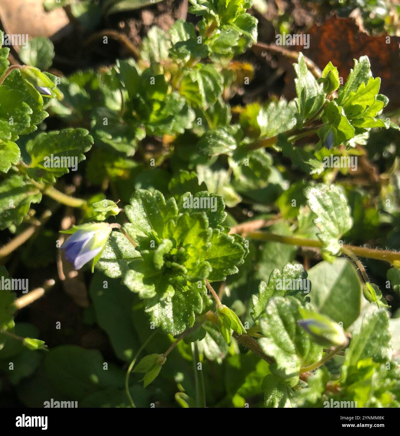 bird's-eye speedwell (Veronica persica Stock Photo - Alamy