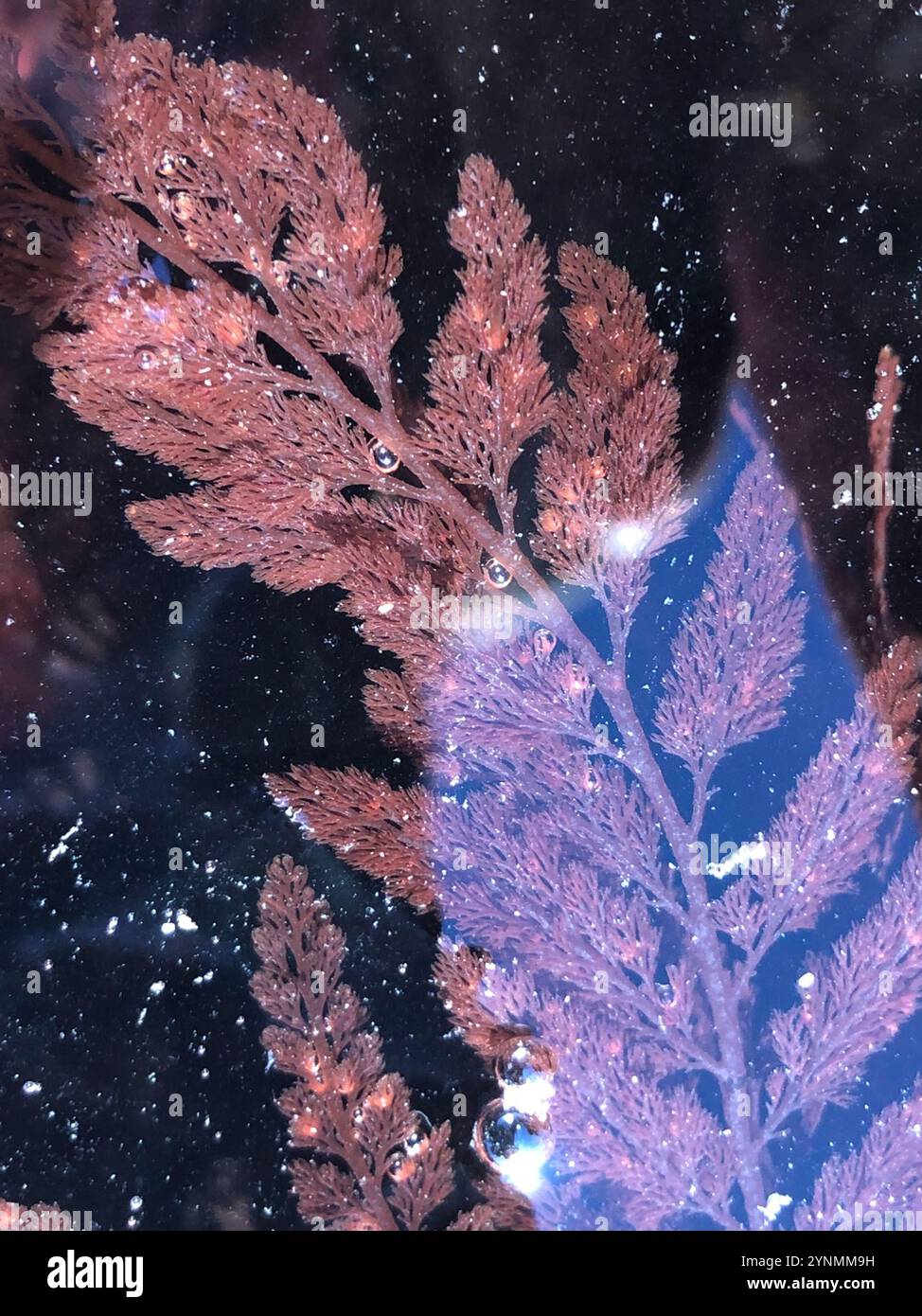 Microcladia hi-res stock photography and images - Alamy