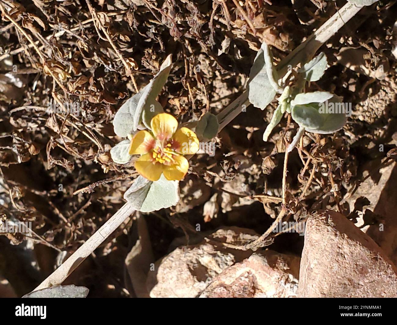pelotazo (Abutilon incanum Stock Photo - Alamy