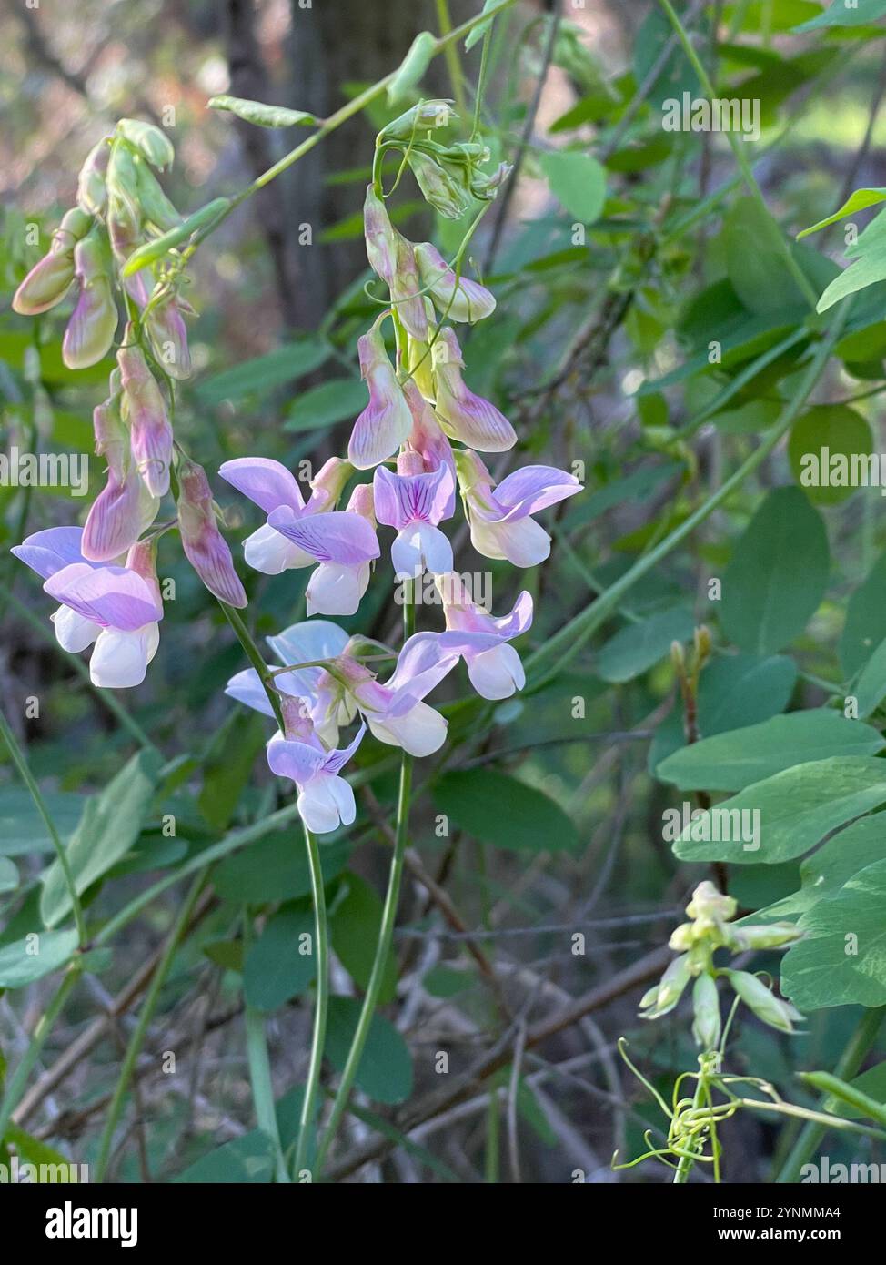 Pacific pea (Lathyrus vestitus Stock Photo - Alamy
