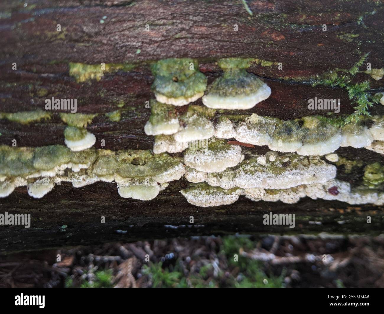 Cerrena unicolor hi-res stock photography and images - Alamy