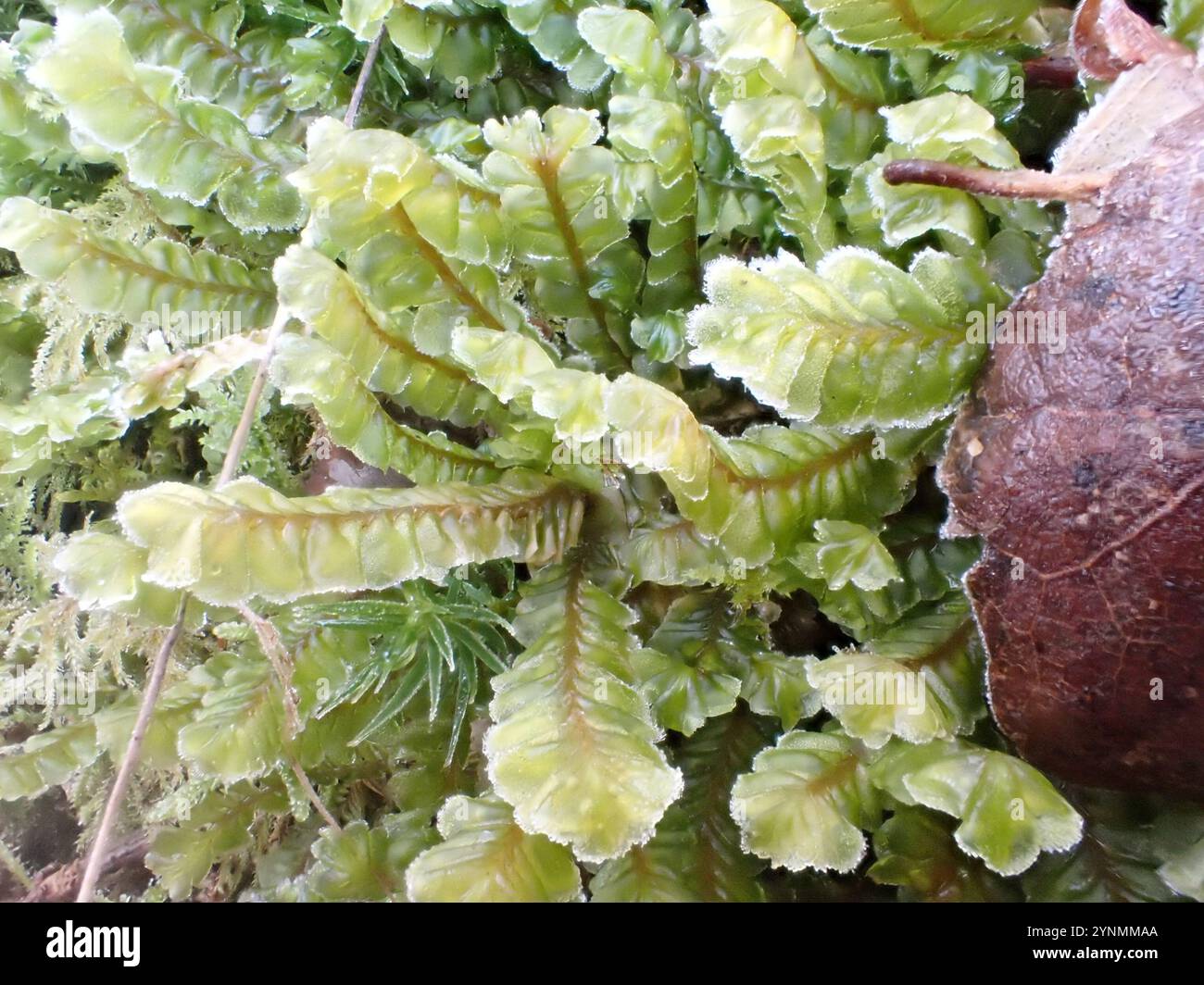 Greater Featherwort (Plagiochila asplenioides Stock Photo - Alamy