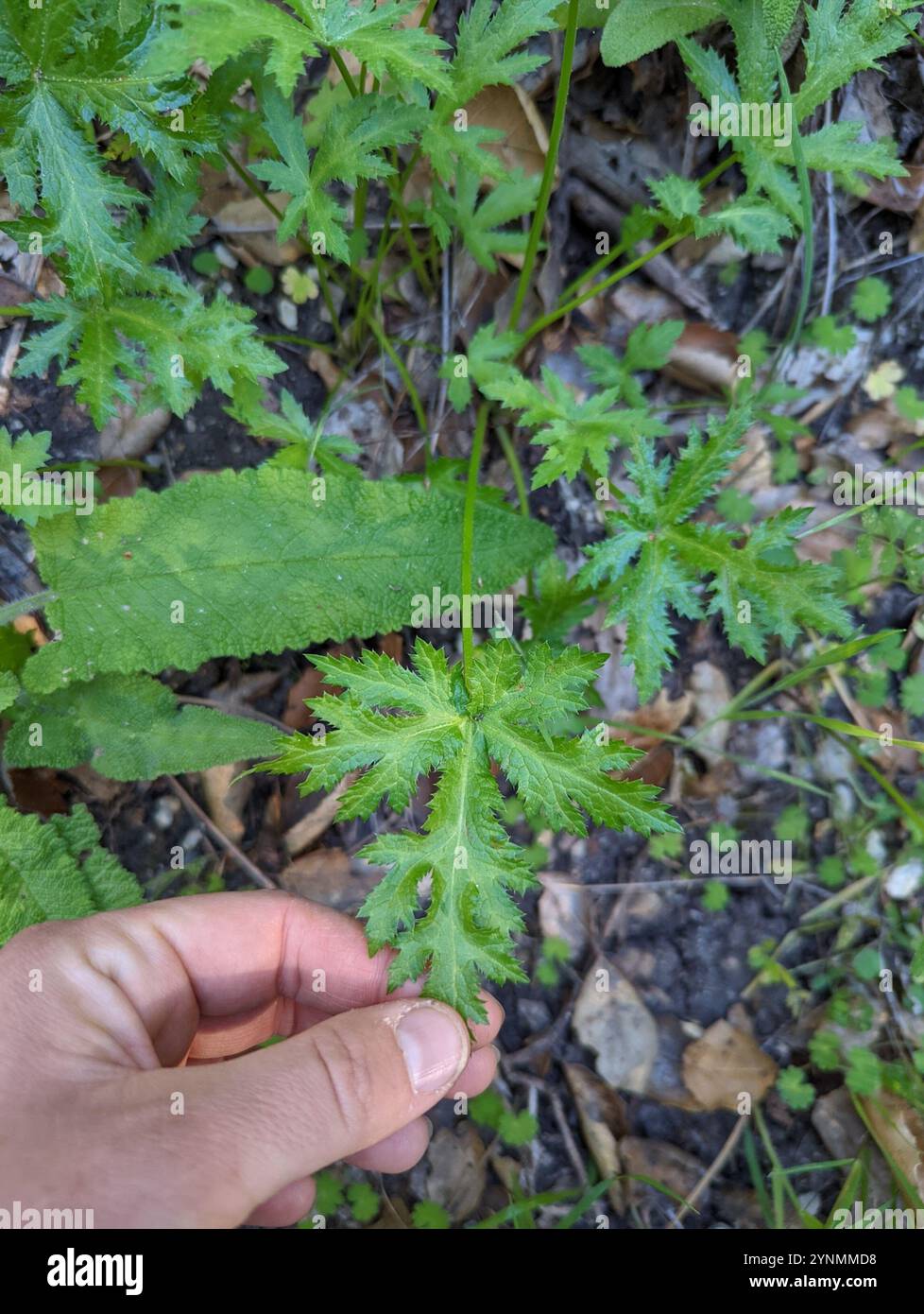 Sharp-toothed Sanicle (Sanicula arguta Stock Photo - Alamy