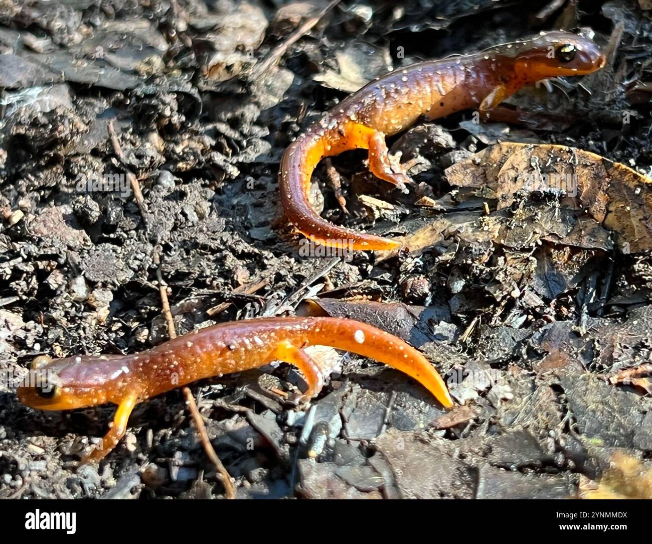 Xanthoptica hi-res stock photography and images - Alamy