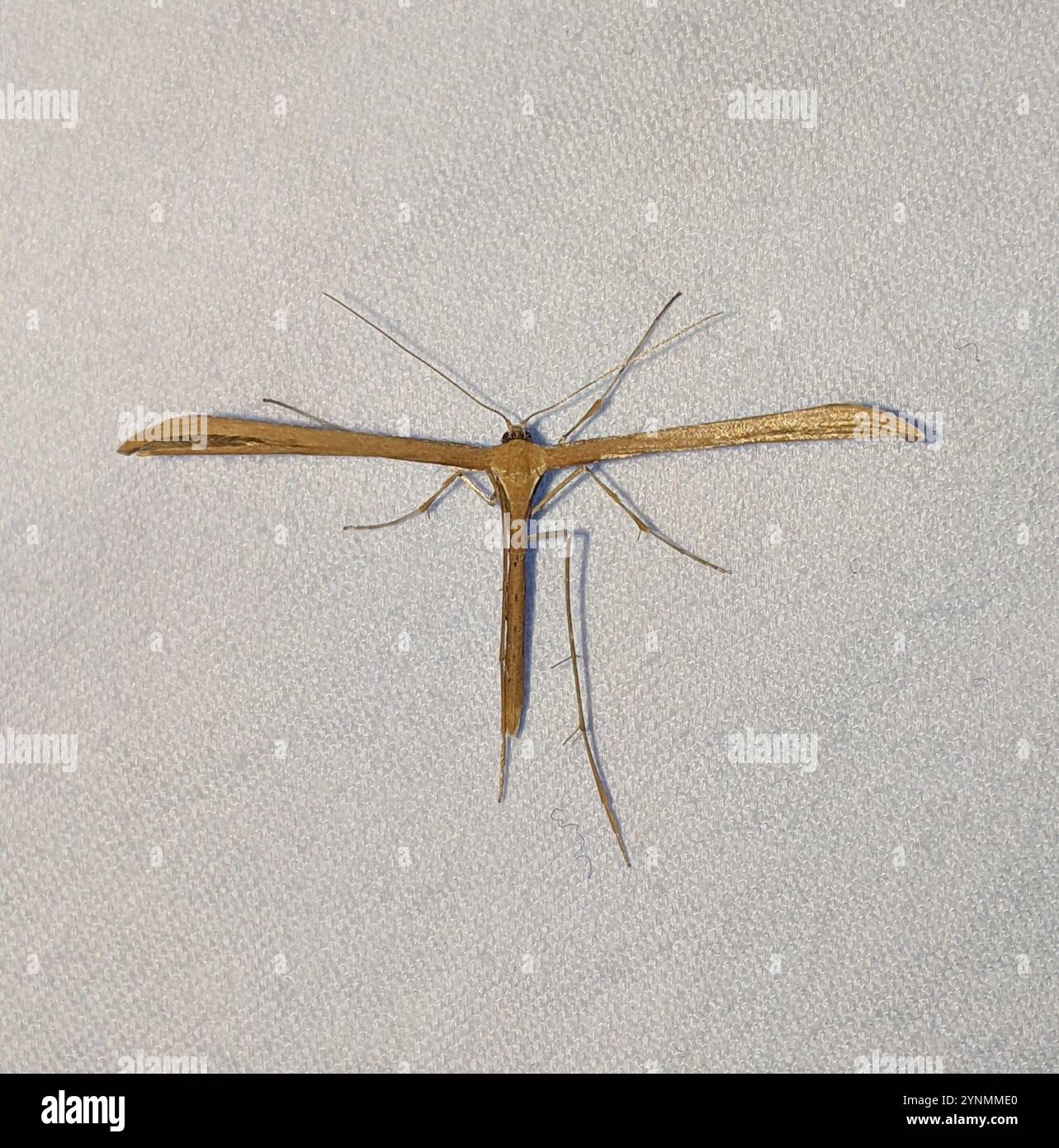 Morning-glory Plume Moth (Emmelina monodactyla Stock Photo - Alamy