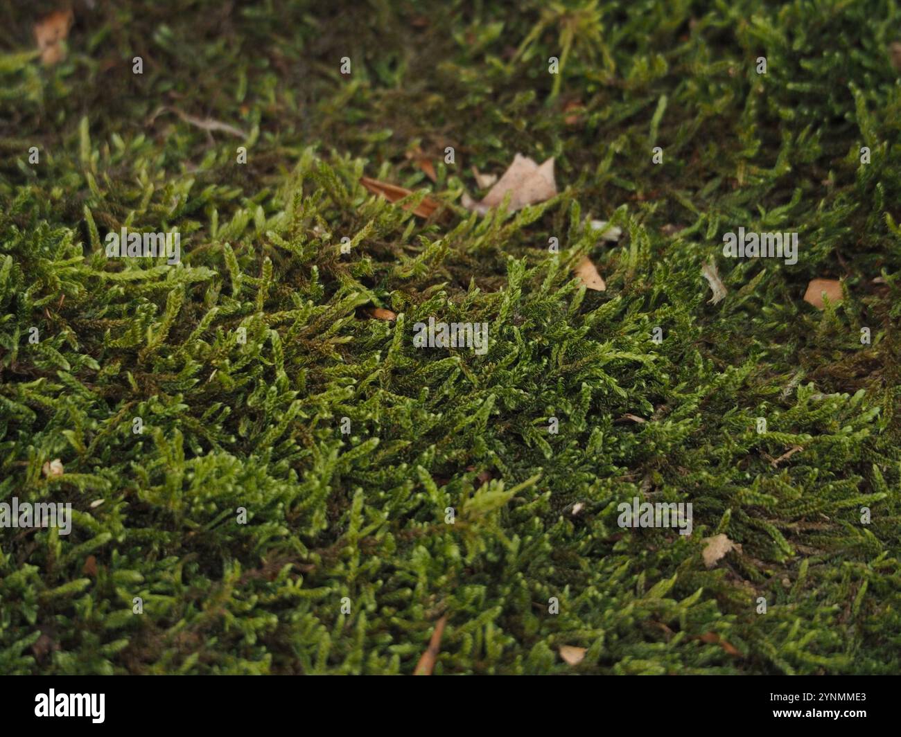 Horn Calcareous Moss (Mnium hornum Stock Photo - Alamy