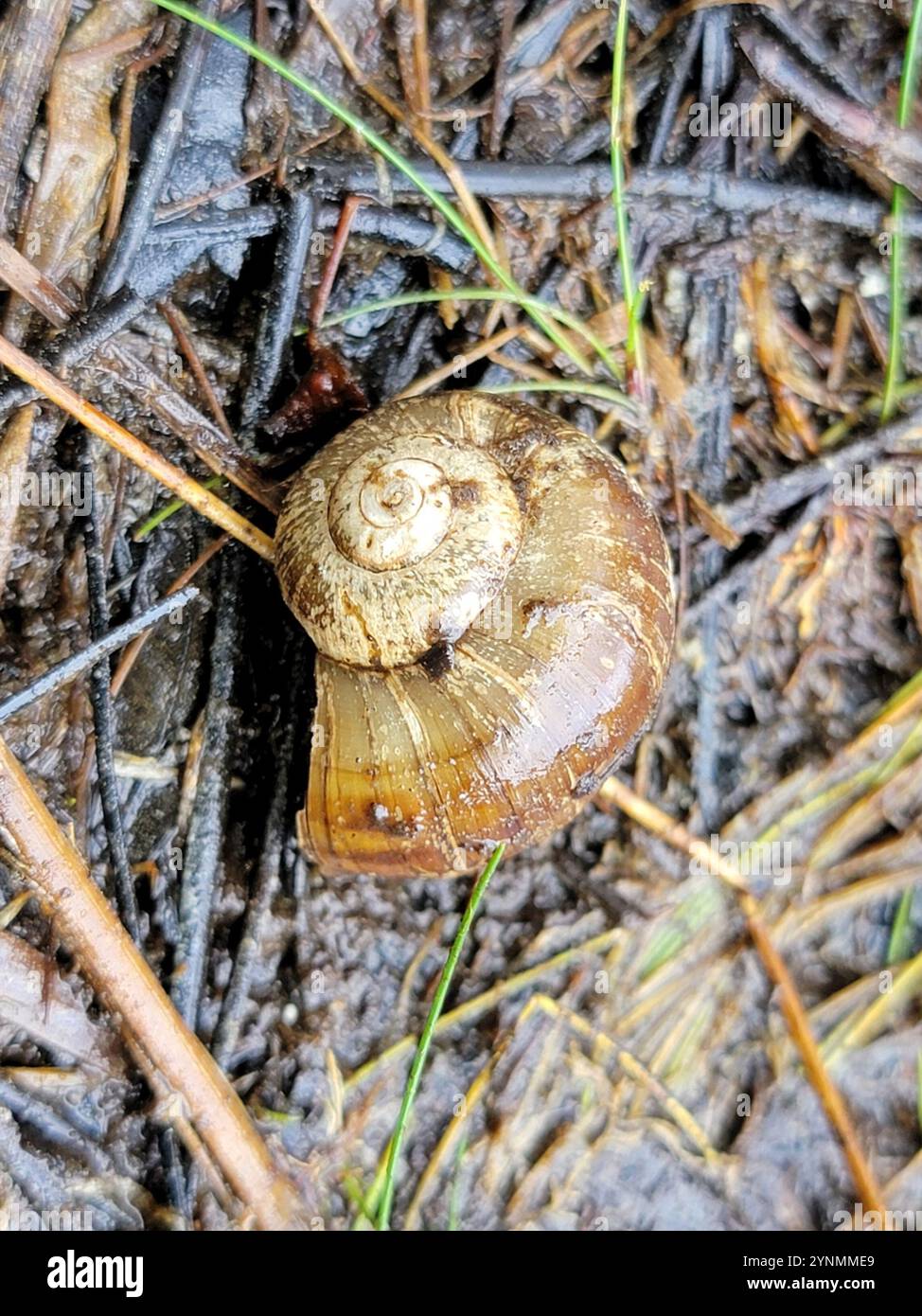 Common Apple Snails (Pomacea Stock Photo - Alamy