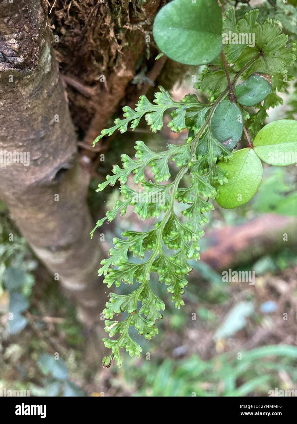 drooping filmy fern (Hymenophyllum demissum Stock Photo - Alamy