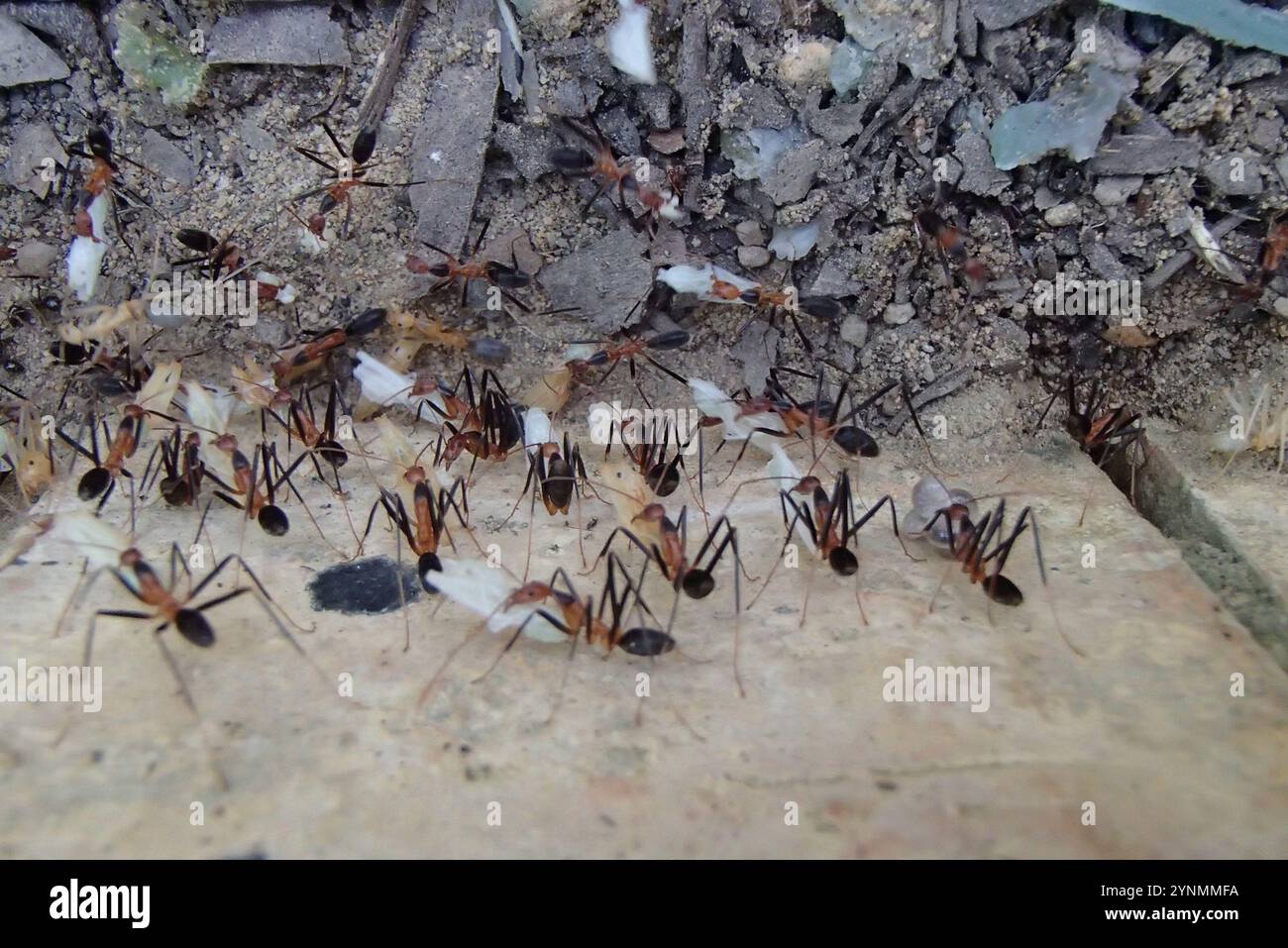 Spider Ants (Leptomyrmex Stock Photo - Alamy