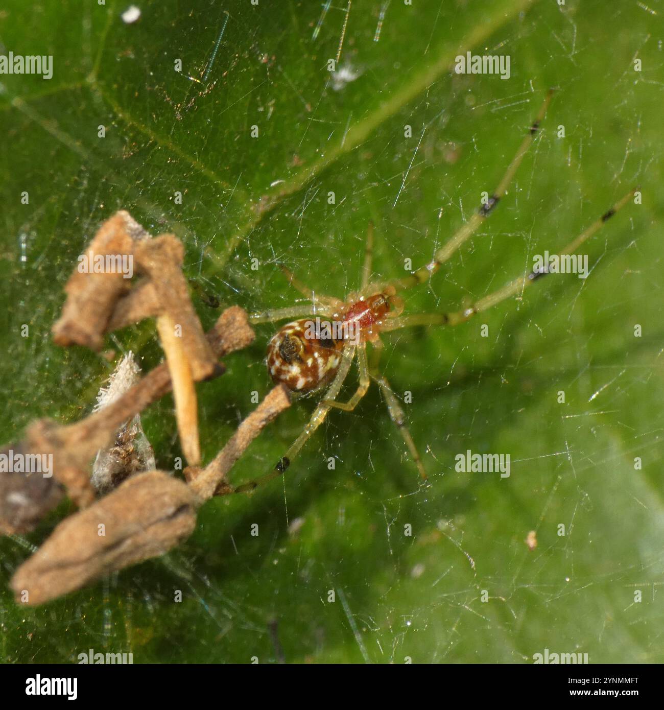 Comb-footed Spiders (Theridiidae Stock Photo - Alamy