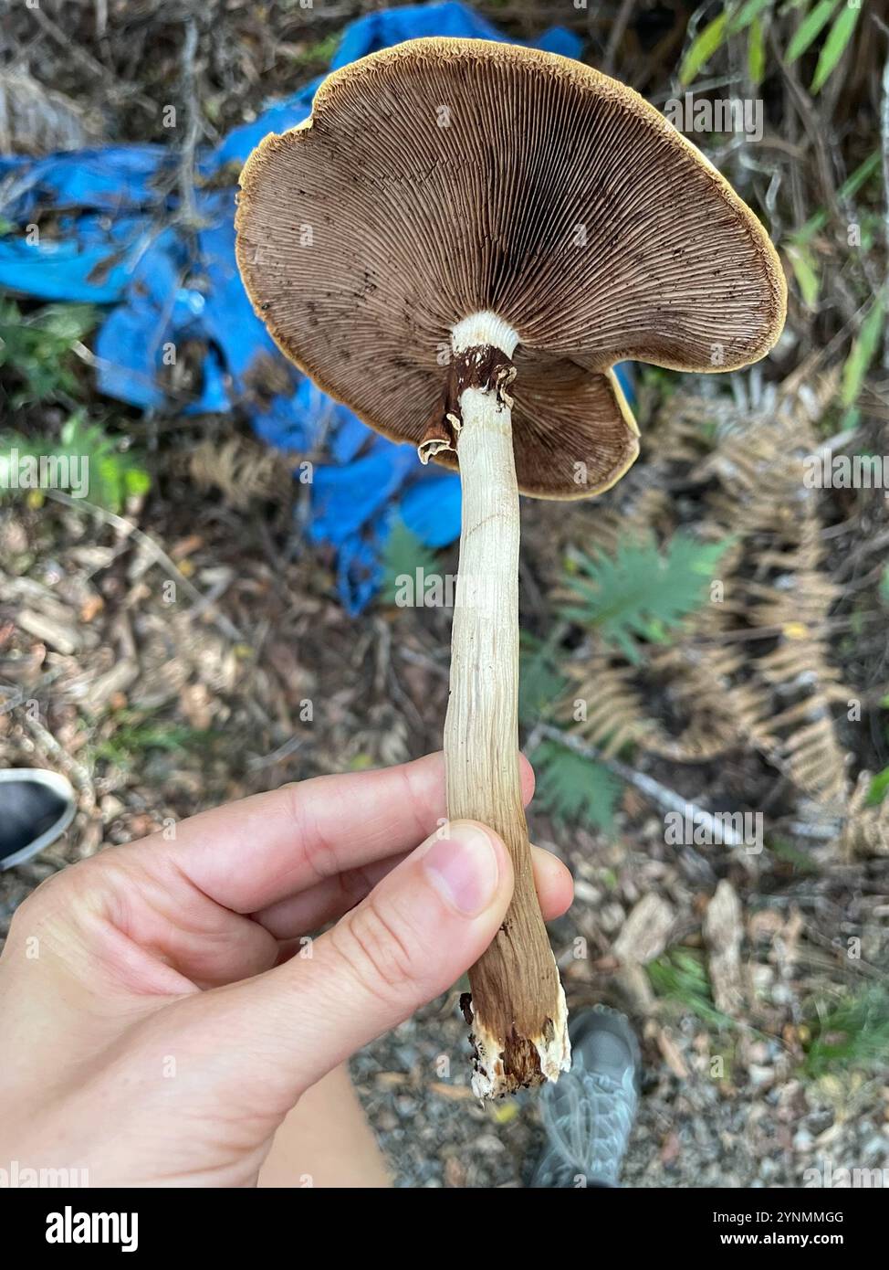 Tawaka (Cyclocybe parasitica Stock Photo - Alamy