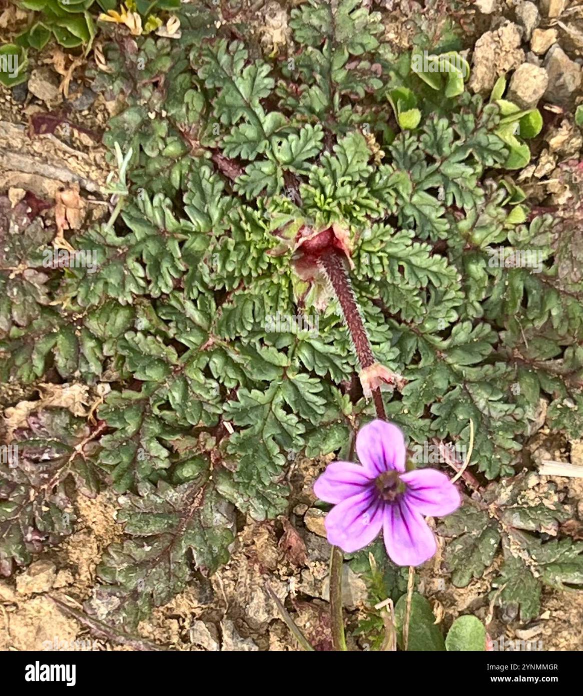 Mediterranean Stork's-bill (Erodium botrys Stock Photo - Alamy