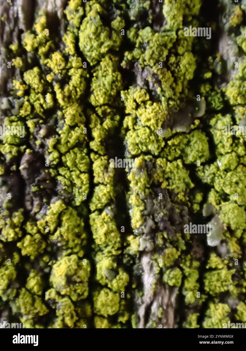 common lichens (Lecanoromycetes Stock Photo - Alamy