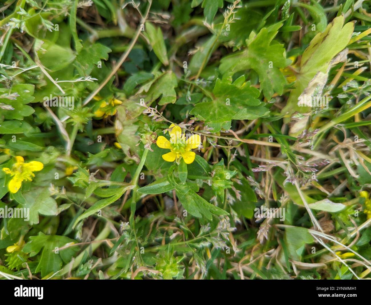 Rough fruited buttercup hi-res stock photography and images - Alamy