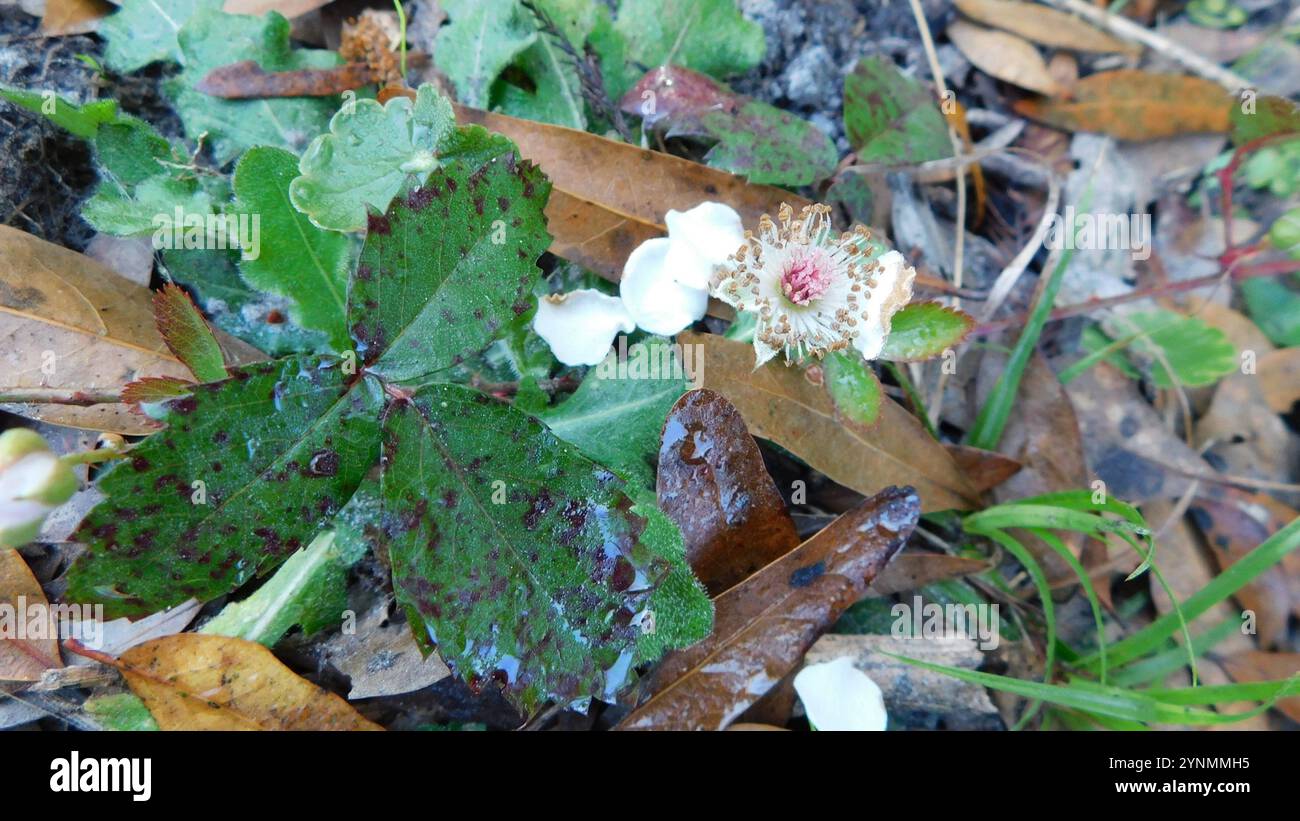 southern dewberry (Rubus trivialis Stock Photo - Alamy